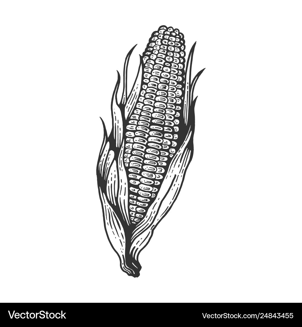 Corn maize sketch engraving Royalty Free Vector Image