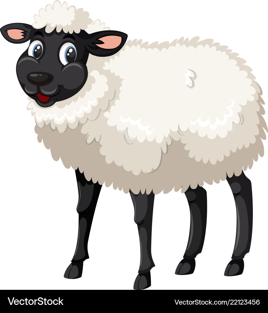 Cute black and white sheep Royalty Free Vector Image