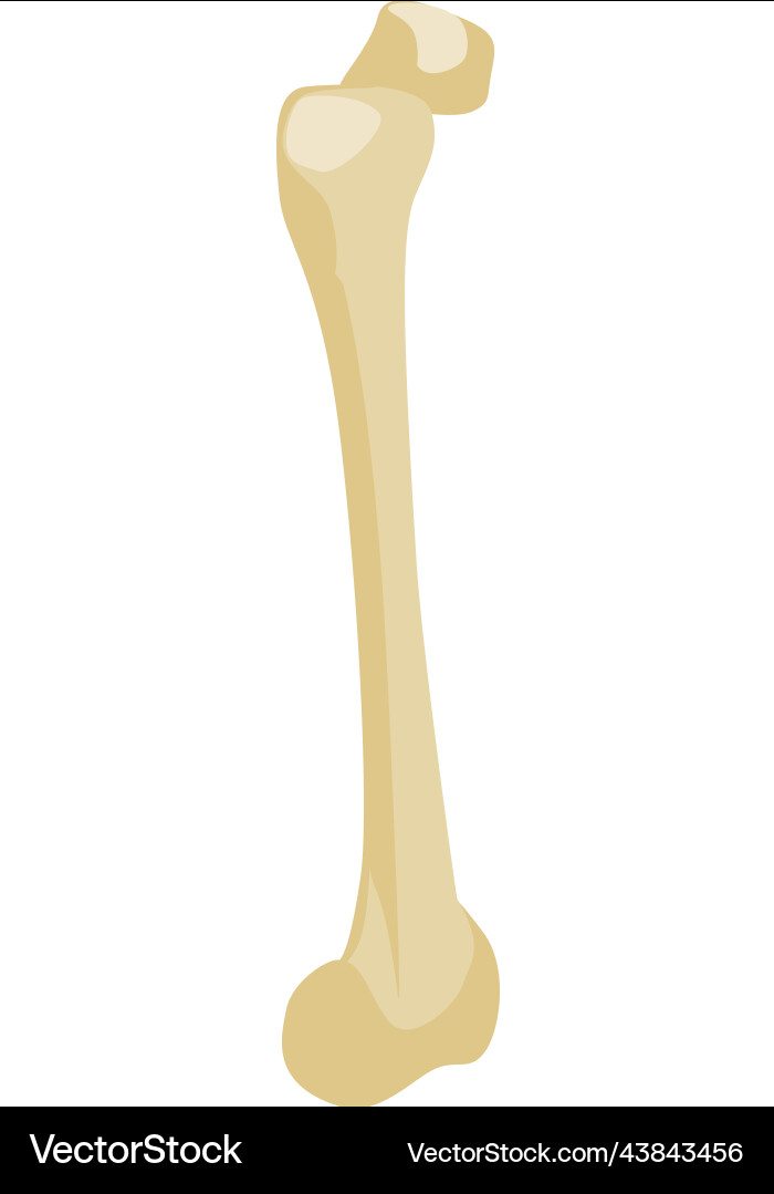 Isometric femur bone Royalty Free Vector Image