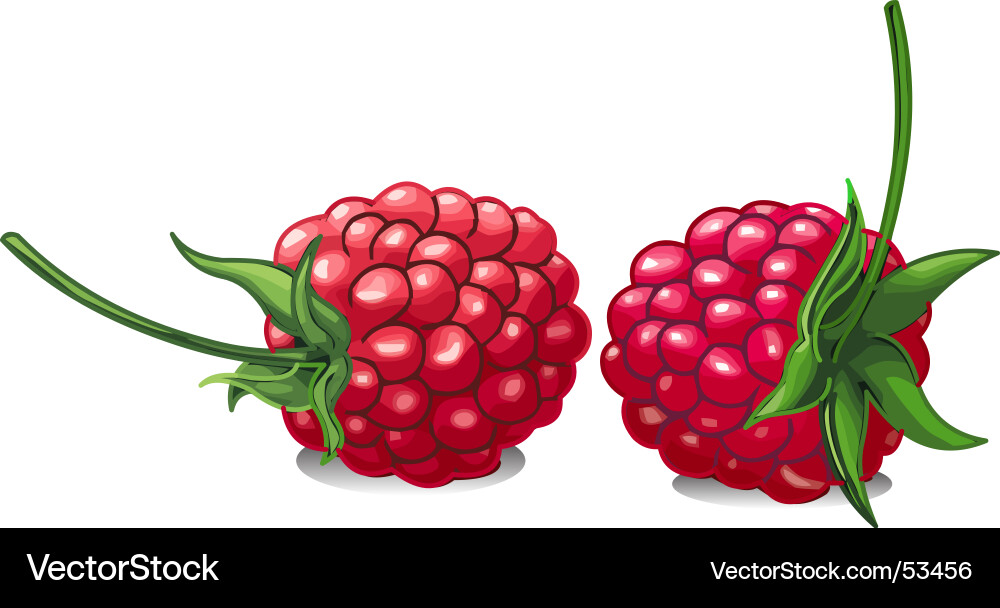 Raspberry Royalty Free Vector Image - VectorStock