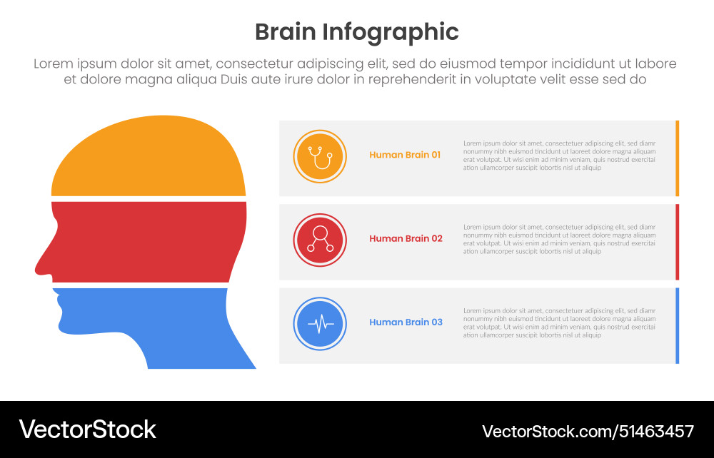 Human brain infographic template banner Royalty Free Vector