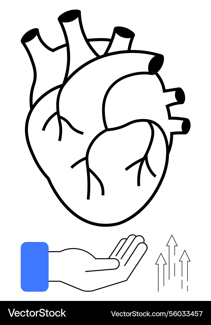 Outlined human heart held by supporting hand Vector Image