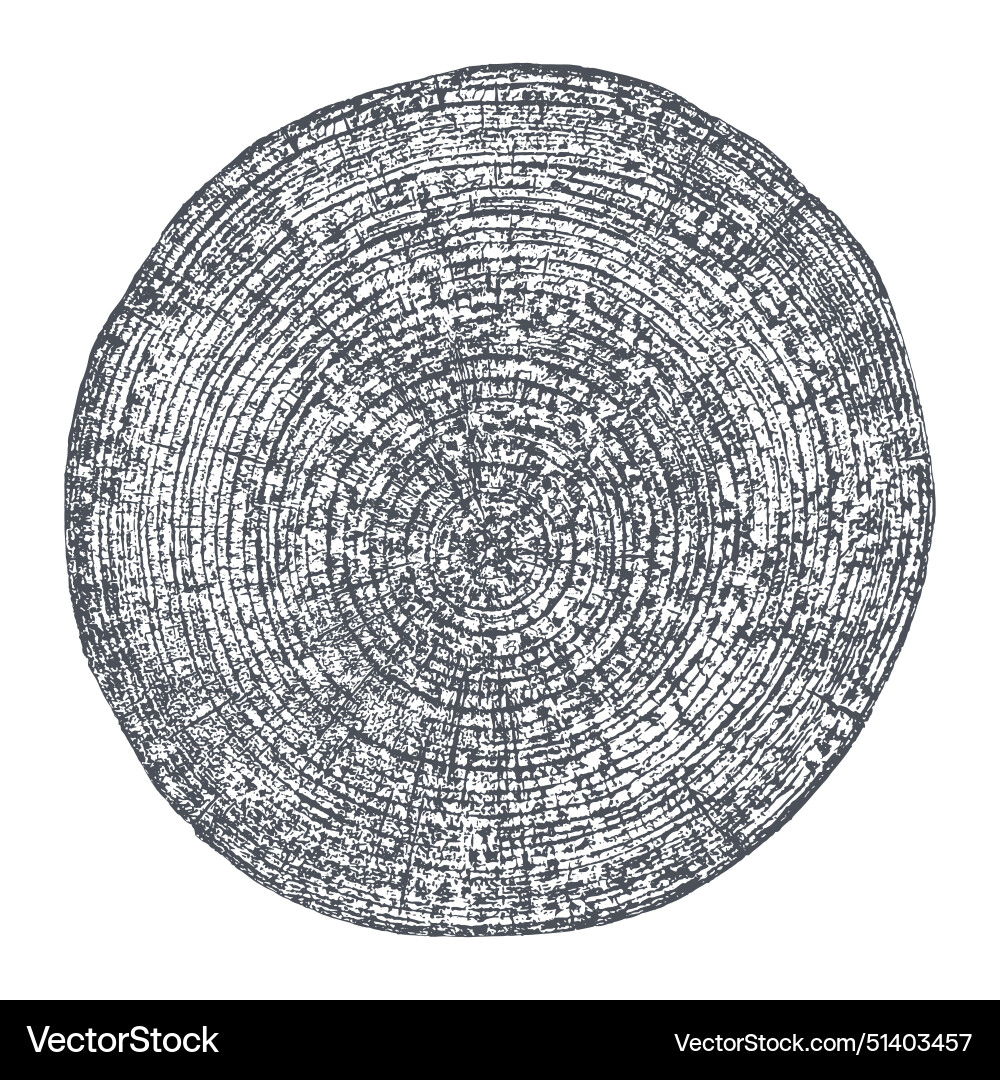 Wood texture cross section of tree rings Vector Image
