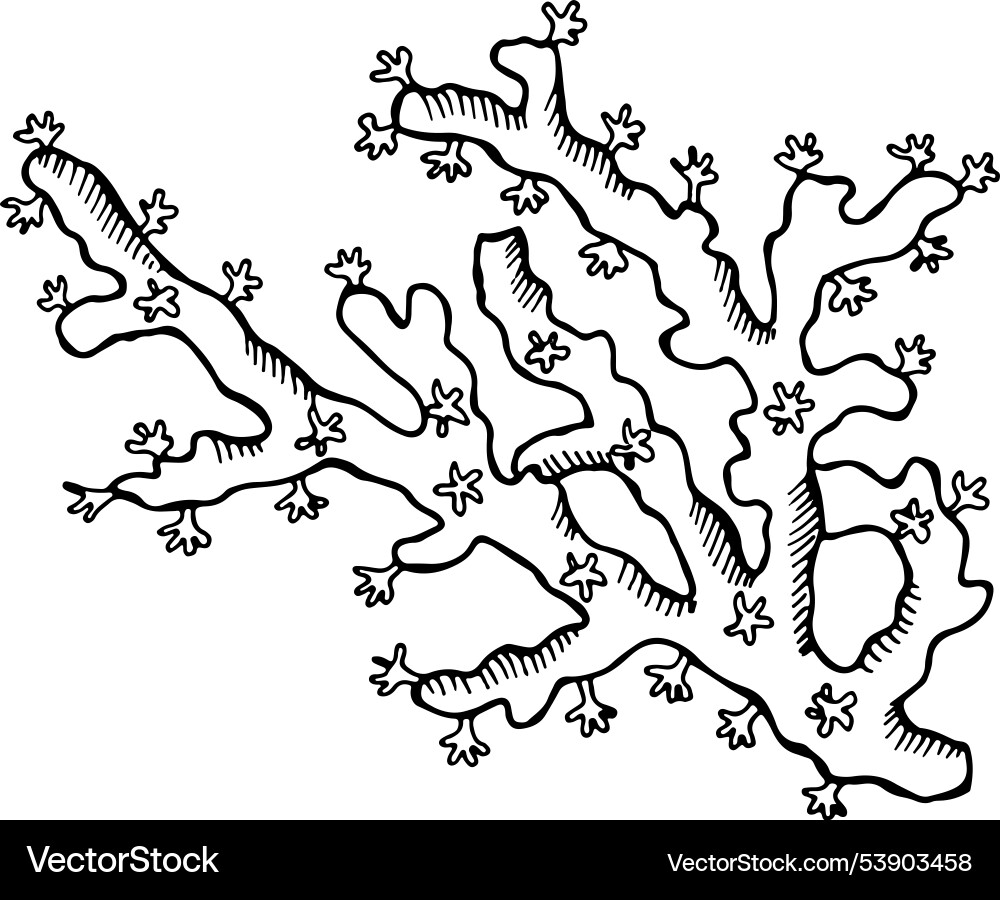 Coral reef branch drawing underwater nature polyp Vector Image