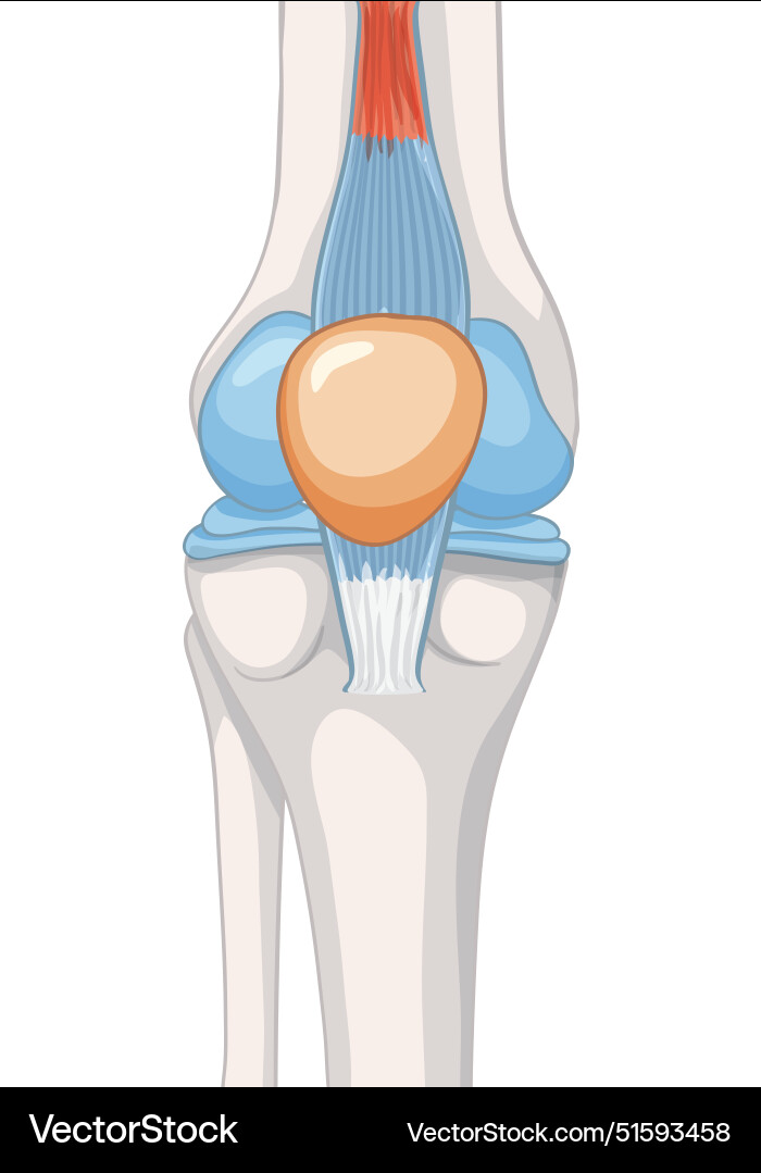 Knee joint anatomy Royalty Free Vector Image - VectorStock