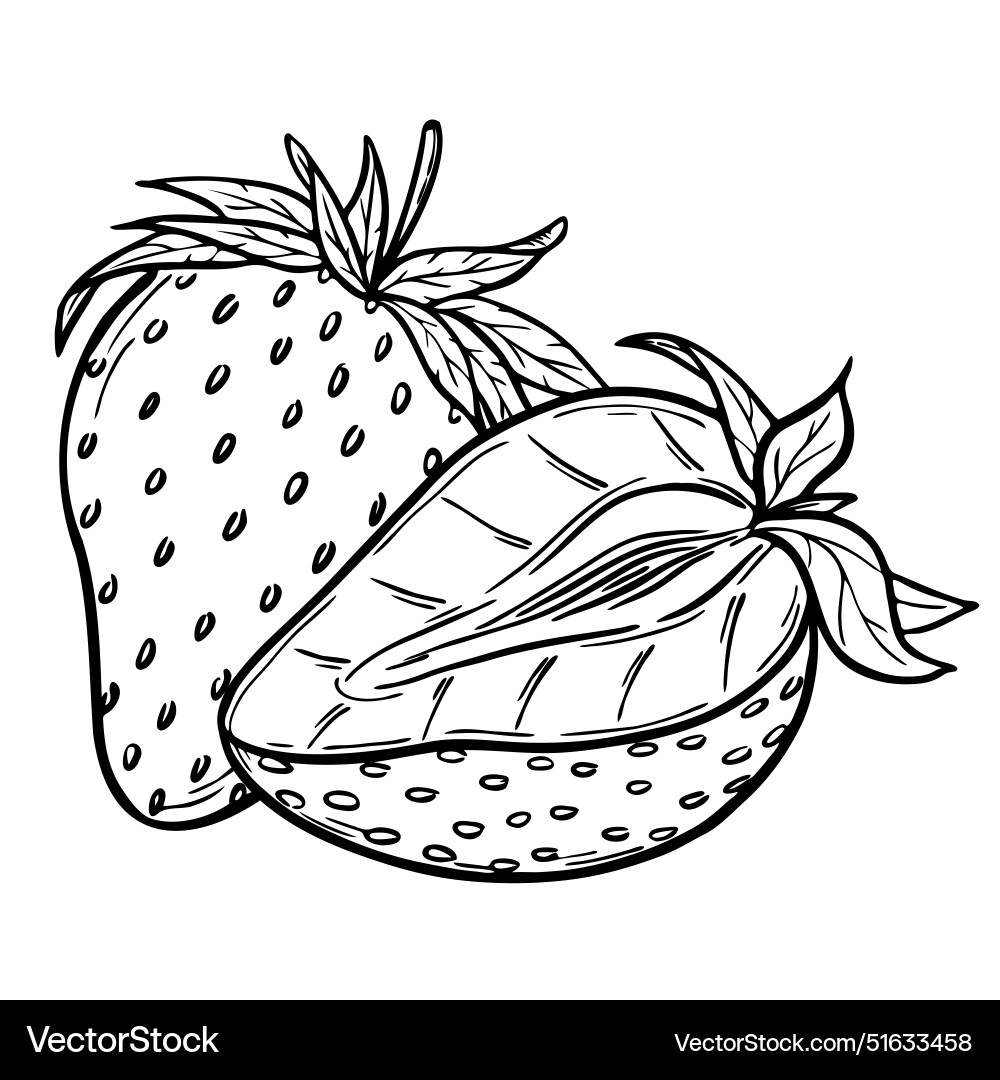 Strawberries sketch line art composition hand Vector Image