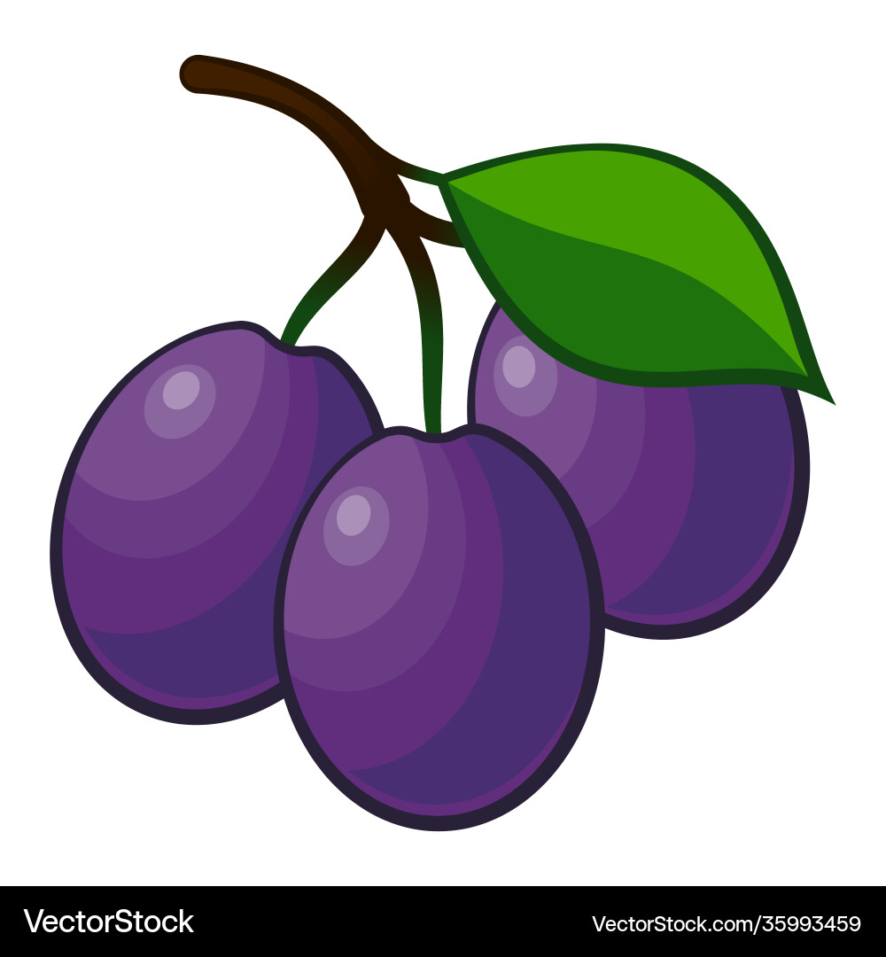 Drawn ripe plum fruit Royalty Free Vector Image