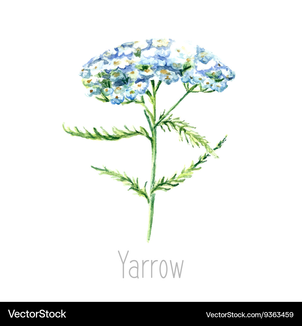 Watercolor yarrow herb Royalty Free Vector Image