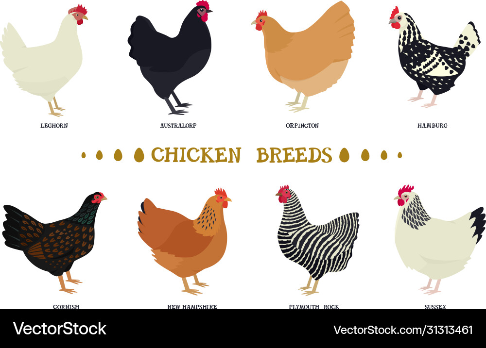 Eight Chicken Breed Flat Illustration Royalty Free Vector