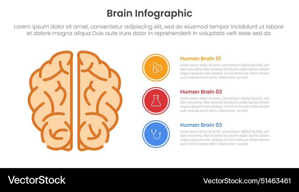 Human brain infographic template banner with top Vector Image