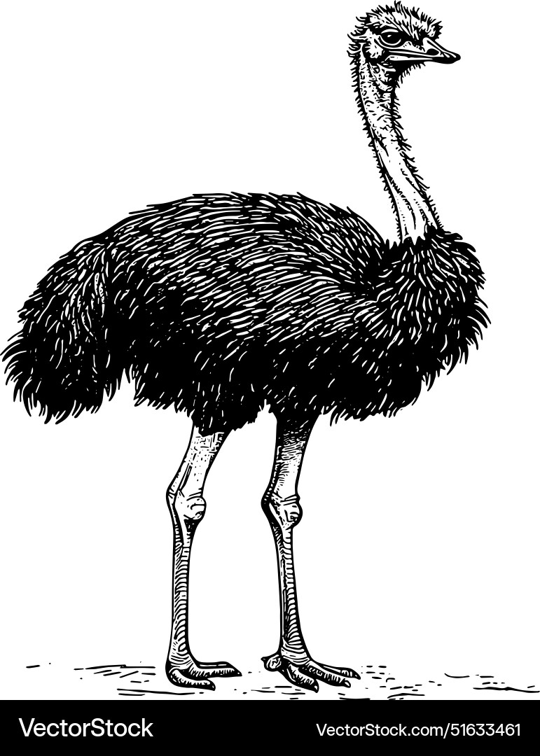 Ostrich in black Royalty Free Vector Image - VectorStock