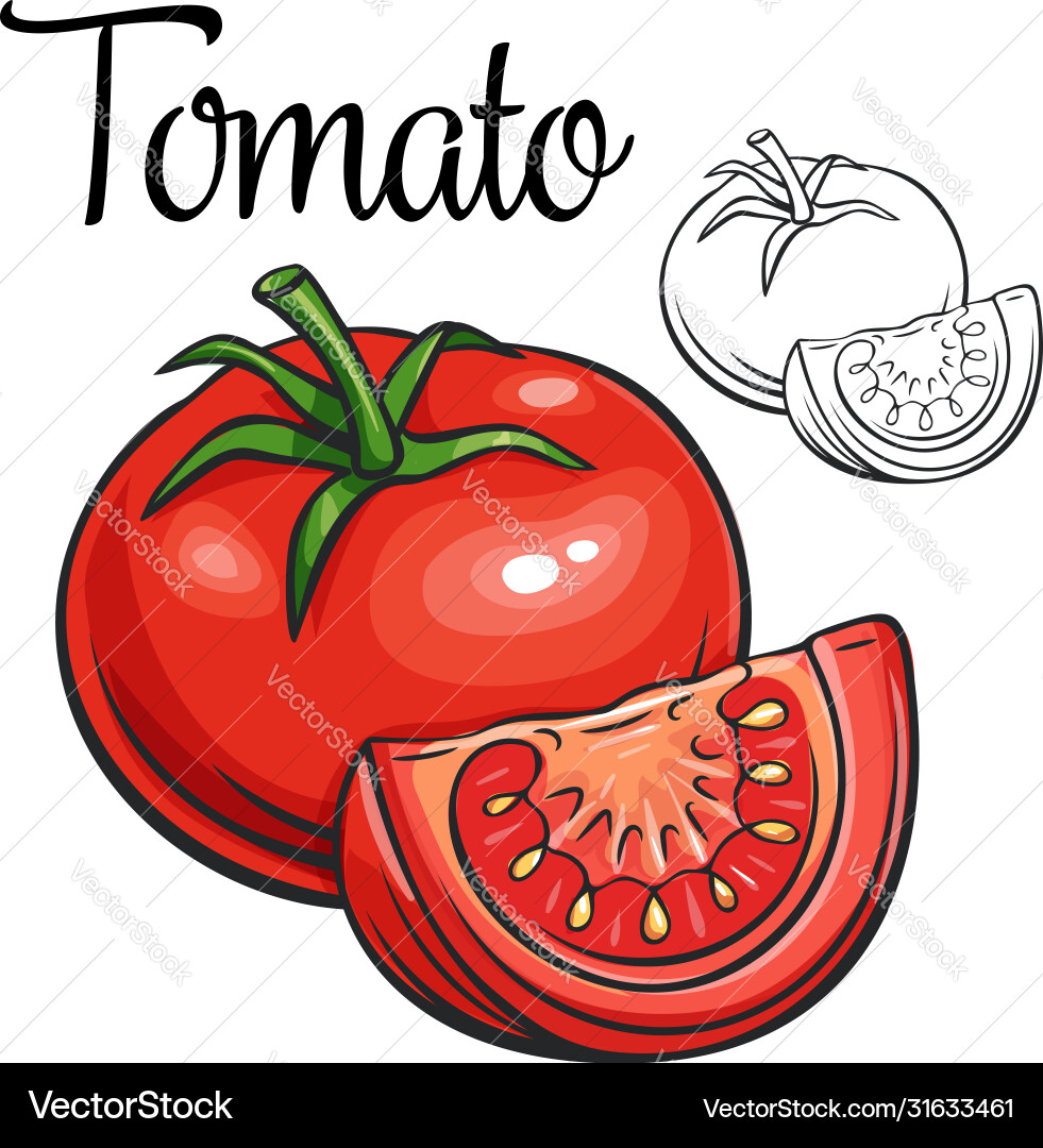 Tomato Drawing I Finally Get My New Drawing Tablet And Randomly