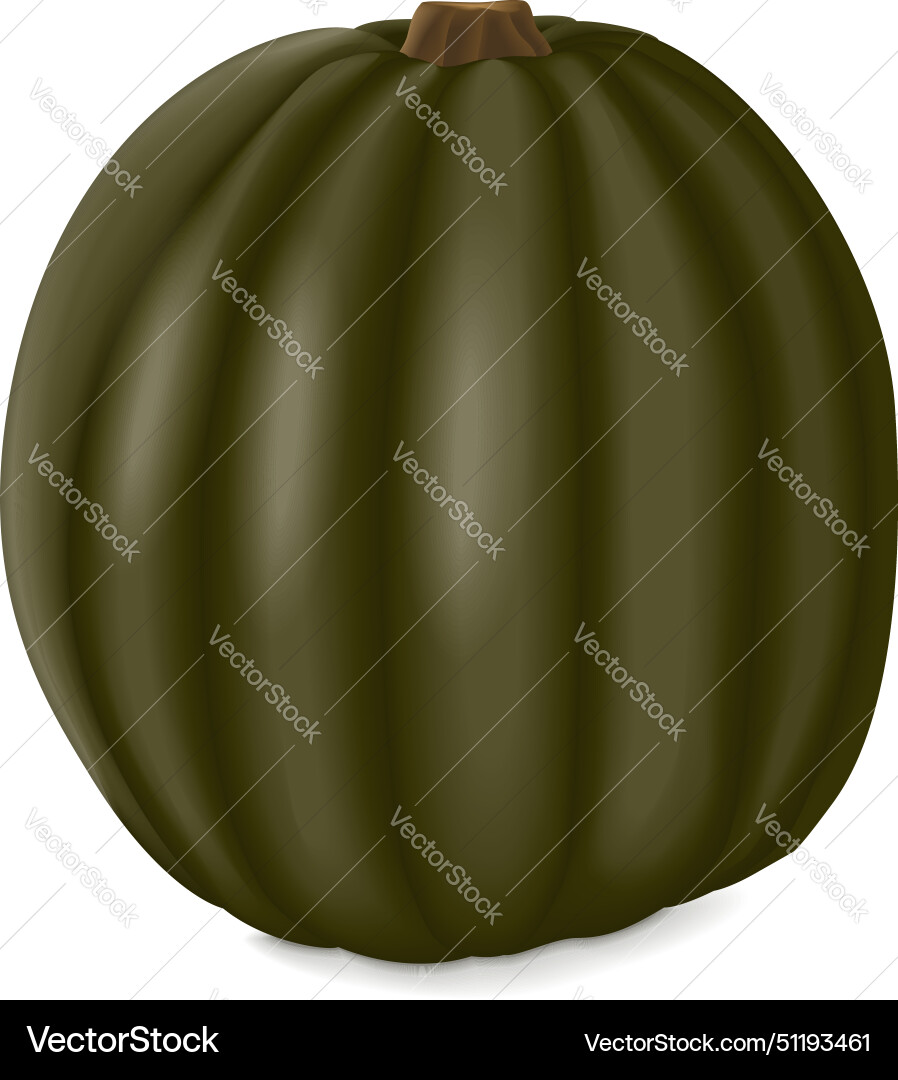 Zapallo macre squash winter Royalty Free Vector Image