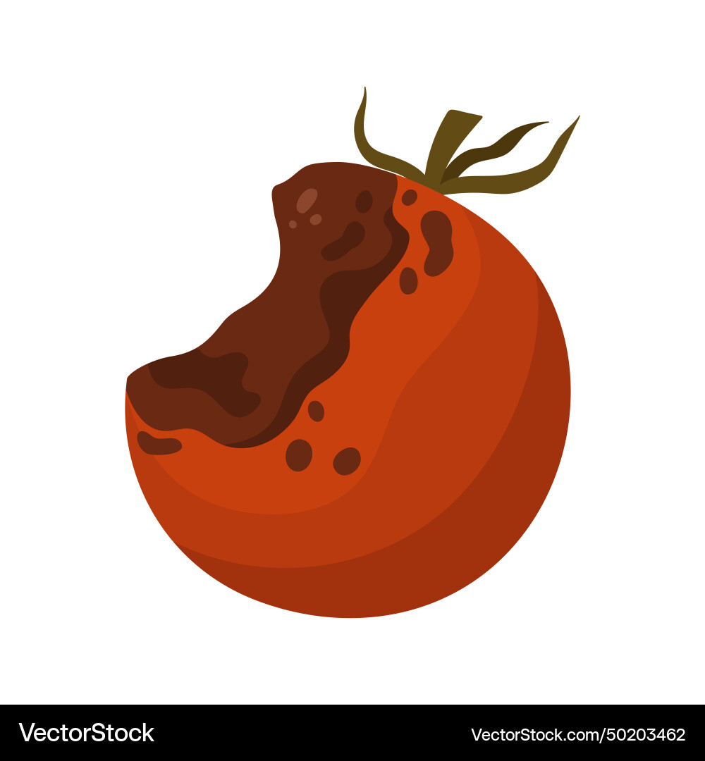 Damaged rotten tomato Royalty Free Vector Image