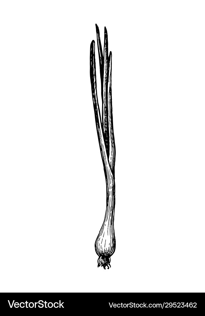Ink sketch scallion Royalty Free Vector Image - VectorStock