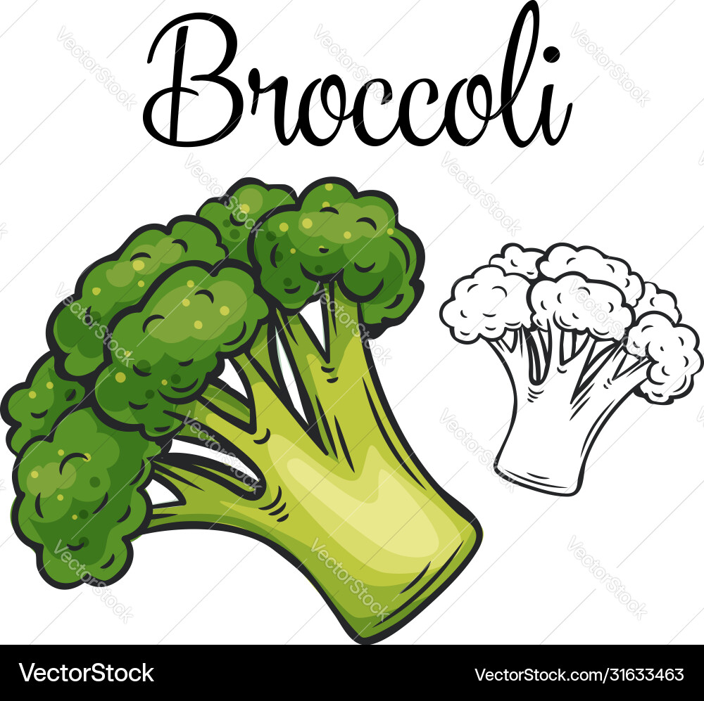 Broccoli Outline Vector Images (over 5,400)