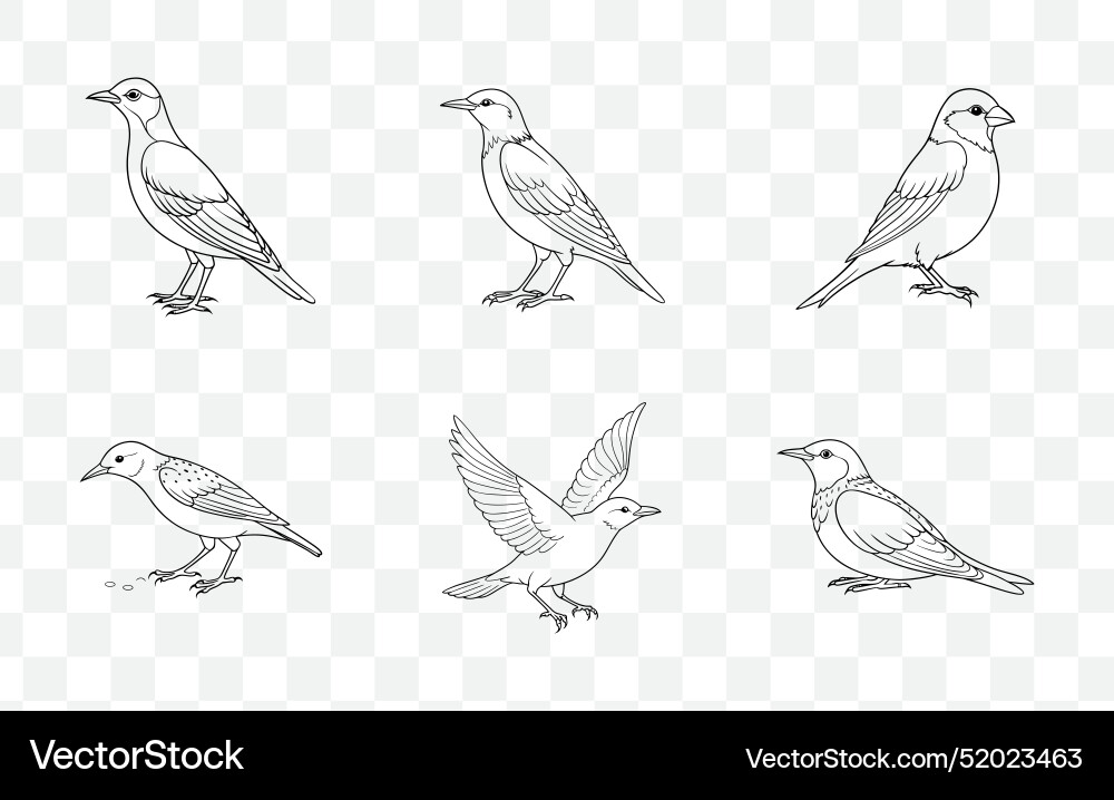 Print comprehensive starling line art Royalty Free Vector