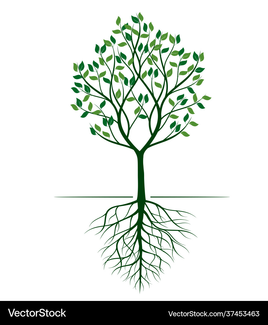 Shape green tree outline Royalty Free Vector Image