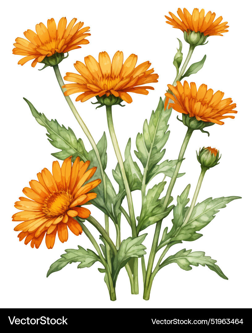 Calendula Watercolor Floral Royalty Free Vector Image