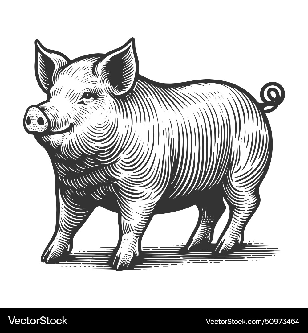 Fat pig engraving sketch Royalty Free Vector Image