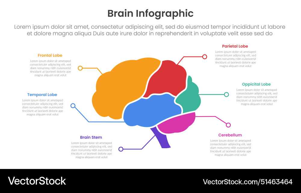Human brain infographic template banner Royalty Free Vector