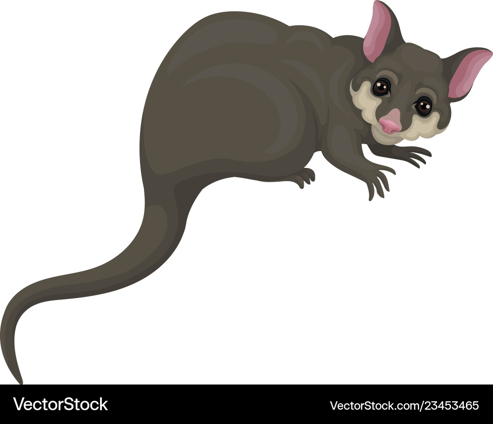Detailed flat icon brushtail possum Royalty Free Vector