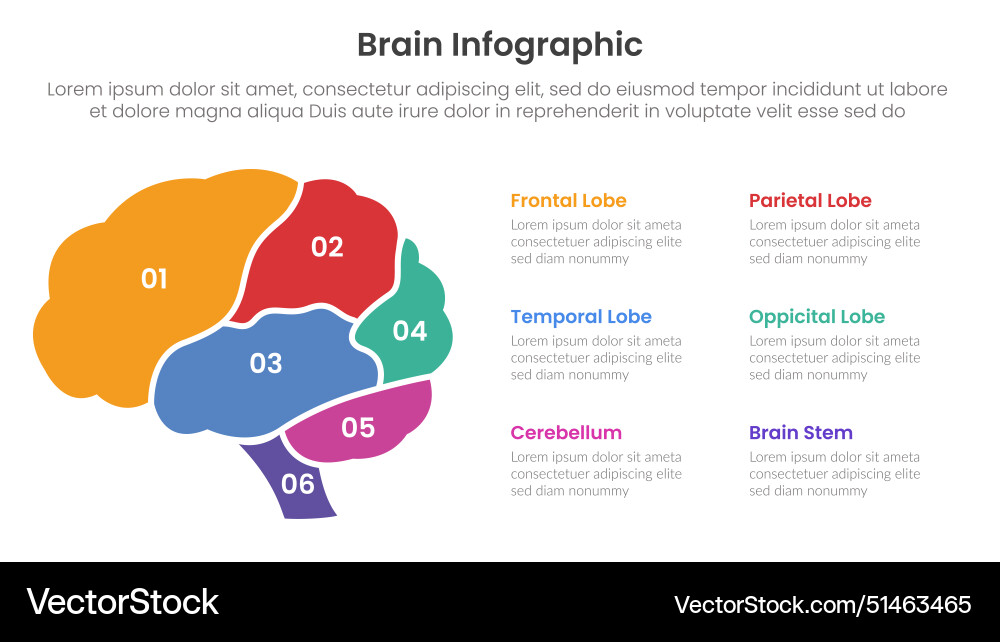 Human brain infographic template banner Royalty Free Vector