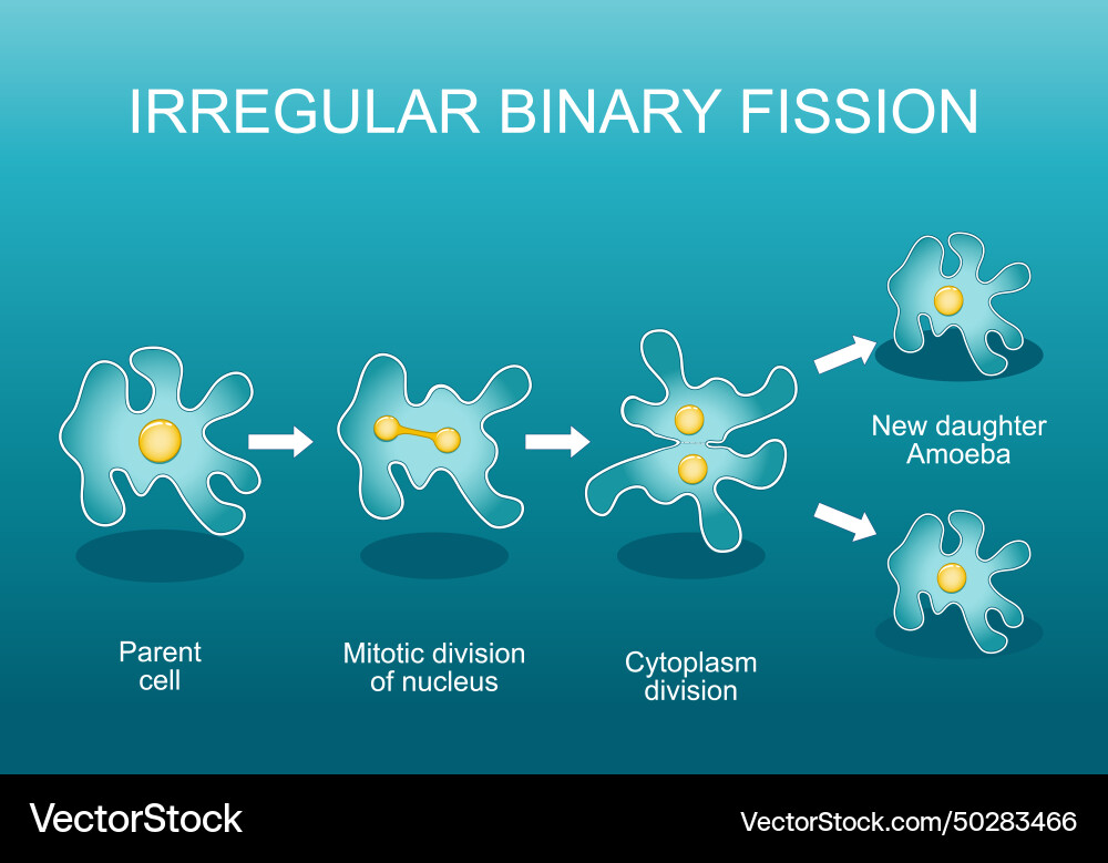 Irregular binary fission in amoeba asexual Vector Image