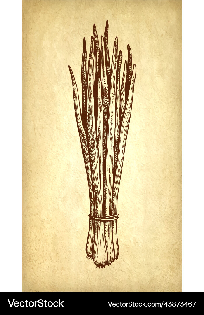 Scallions ink drawing Royalty Free Vector Image