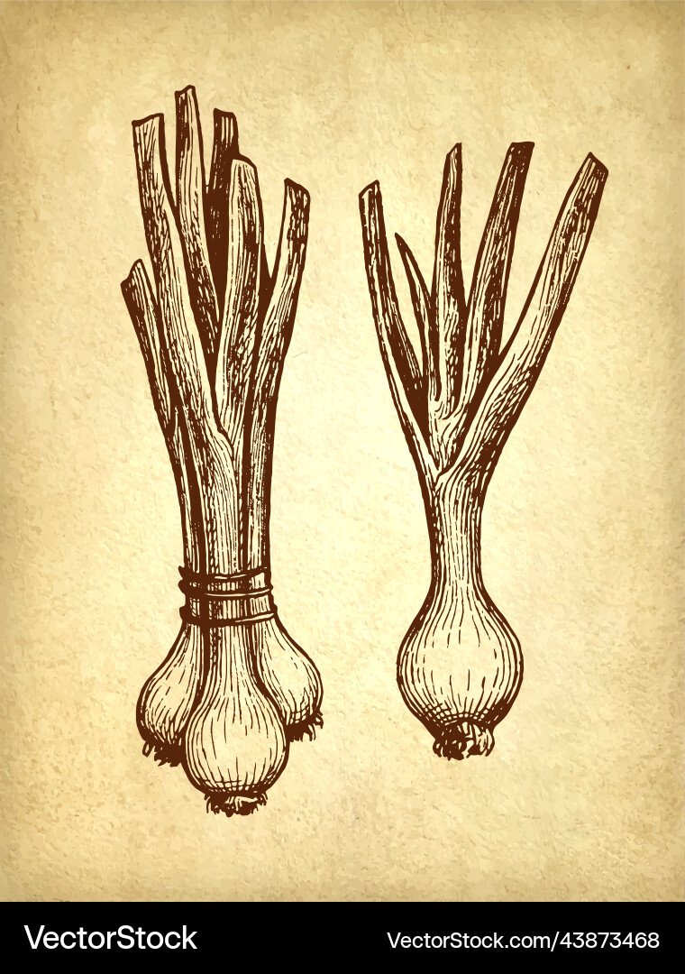 Green shallots ink drawing Royalty Free Vector Image