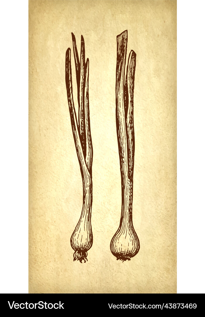 Scallions ink drawing Royalty Free Vector Image