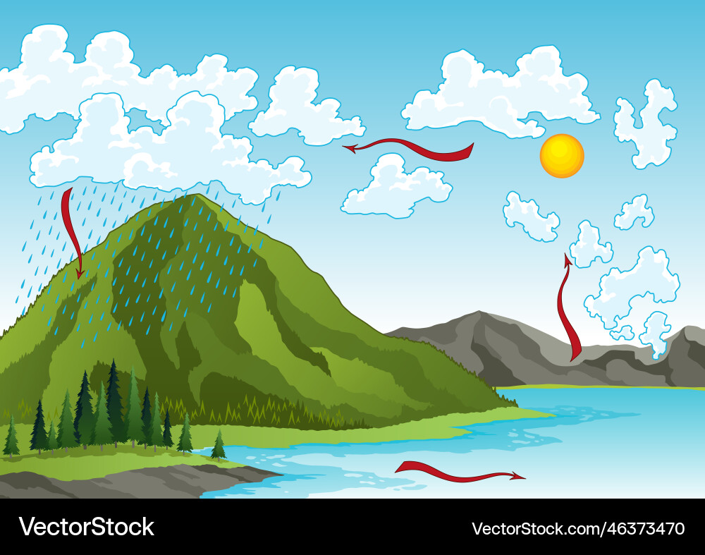 Water Cycle Diagram - Hydrologic Processes Vector Image