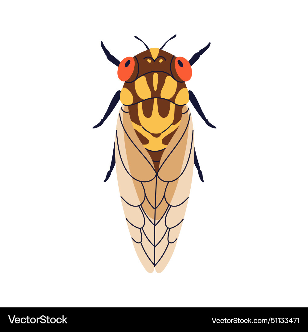Cicada insect top view spotty winged beetle Vector Image