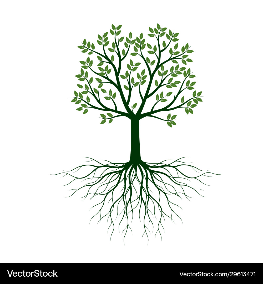Green tree with leaves and roots outline Vector Image