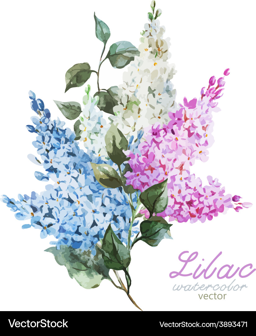 Lilac branch Royalty Free Vector Image - VectorStock