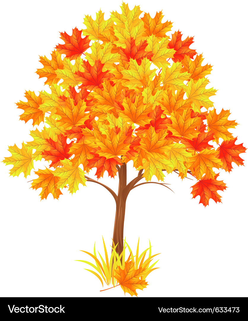 Autumn Maple Tree Royalty Free Vector Image - VectorStock