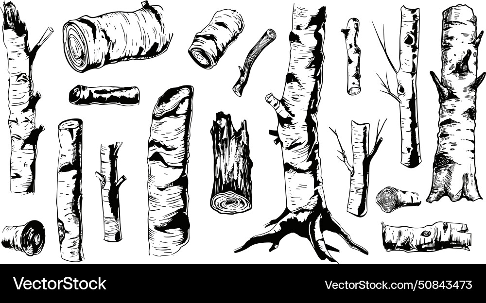 Black birch trunk set isolated sketch trees Vector Image
