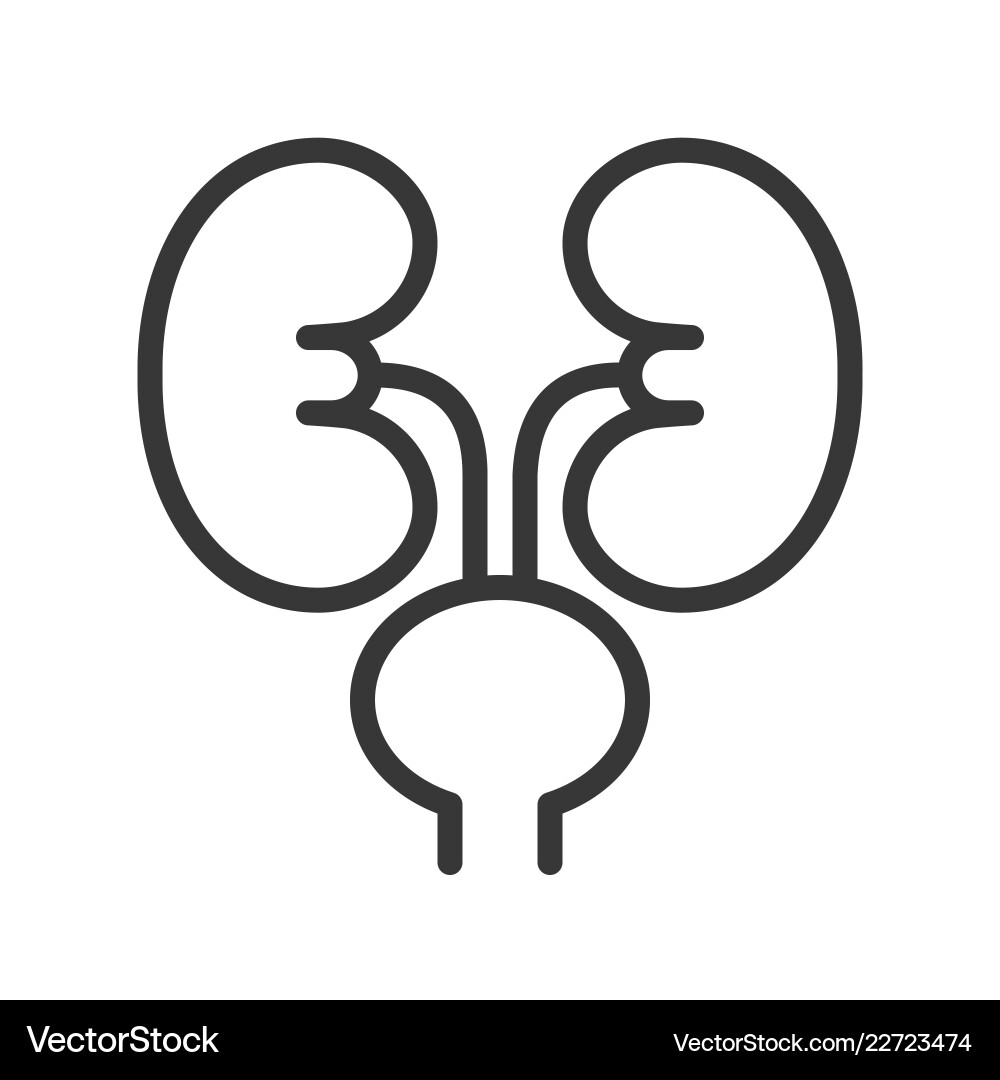 Kidney and urinary bladder organ related line icon