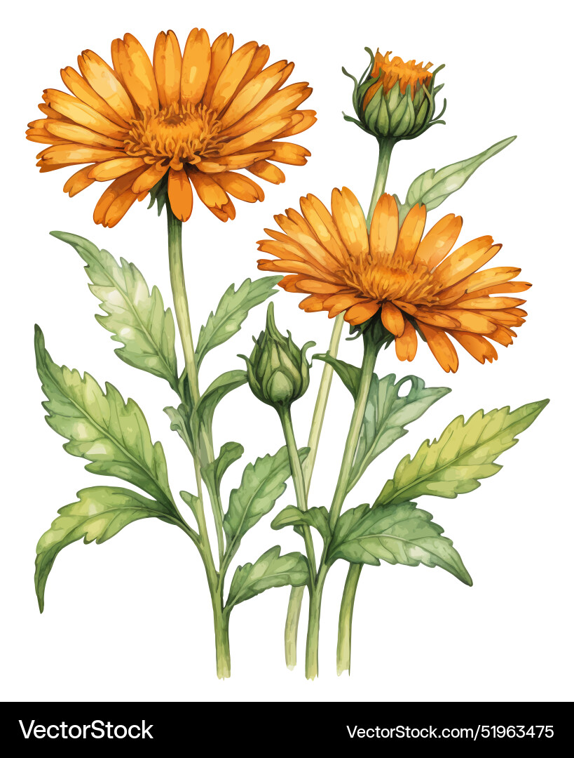 Calendula watercolor style Royalty Free Vector Image