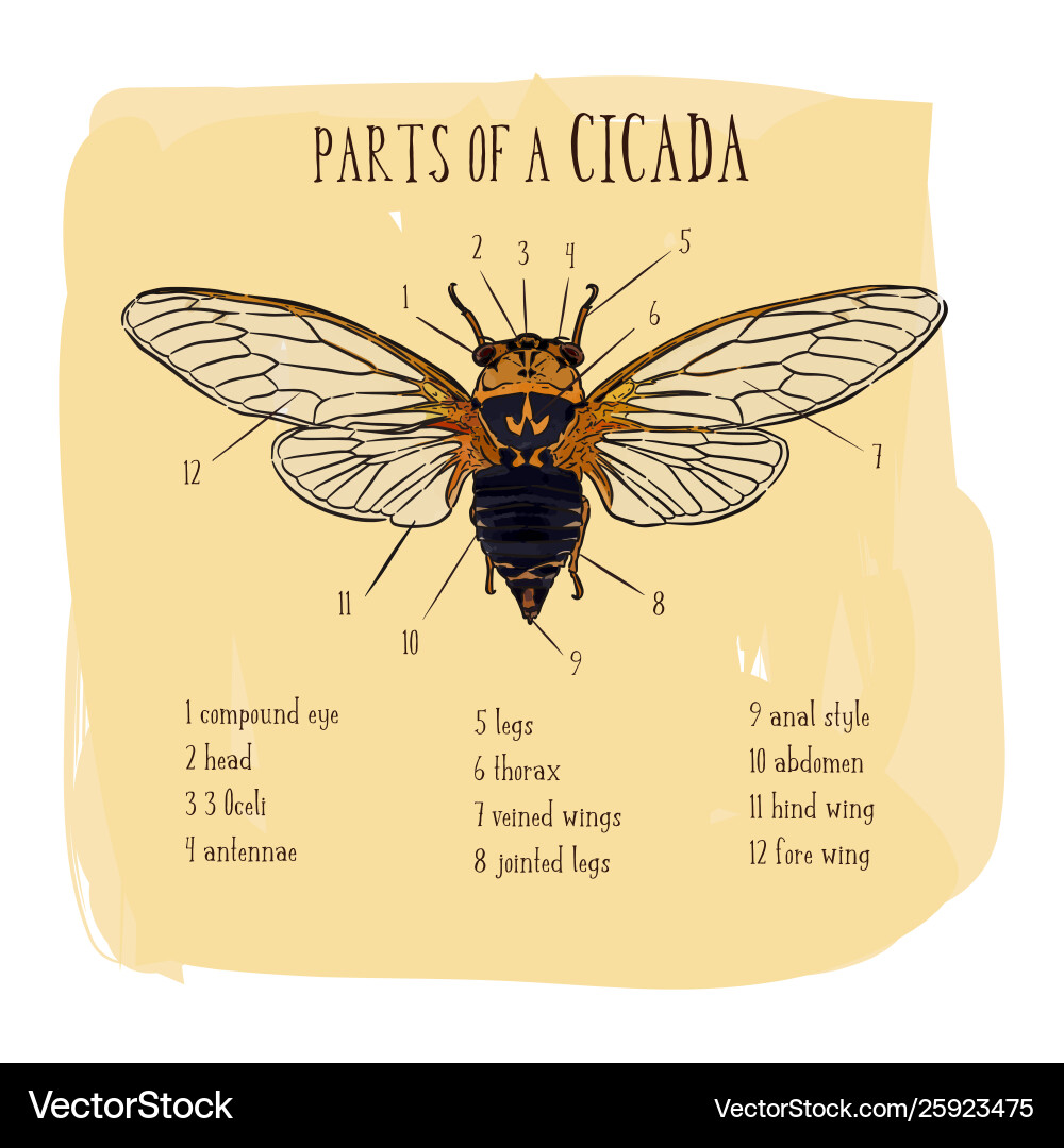 Part cicada hand draw sketch Royalty Free Vector Image