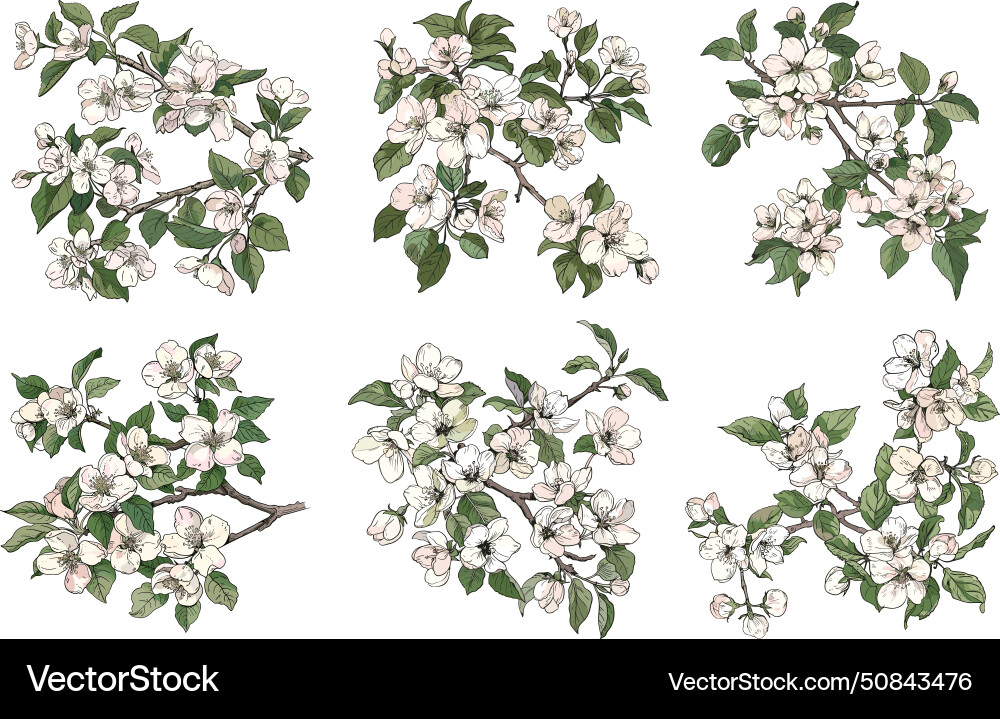 Blooming apple tree branches branch with flowers Vector Image