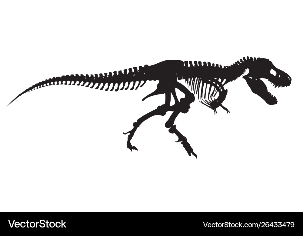 T-rex skeleton Royalty Free Vector Image - VectorStock