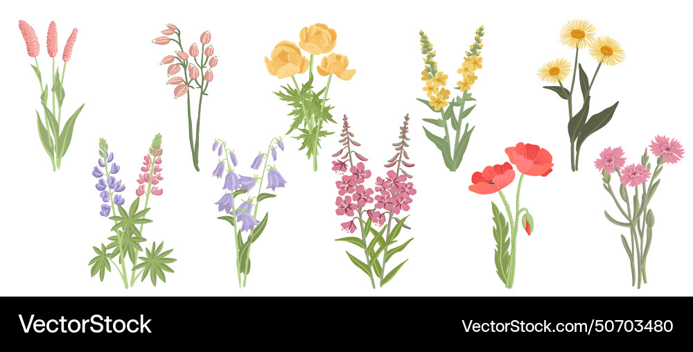 Drawing wild flowers Royalty Free Vector Image