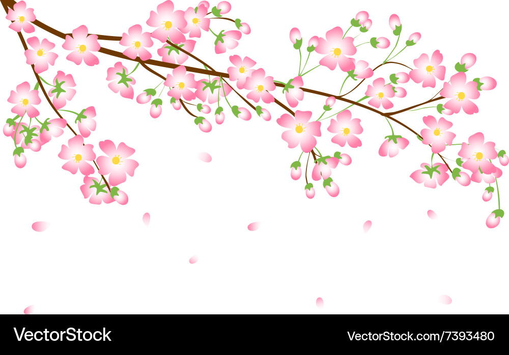 Pink Cherry Blossom Branch Royalty Free Vector Image