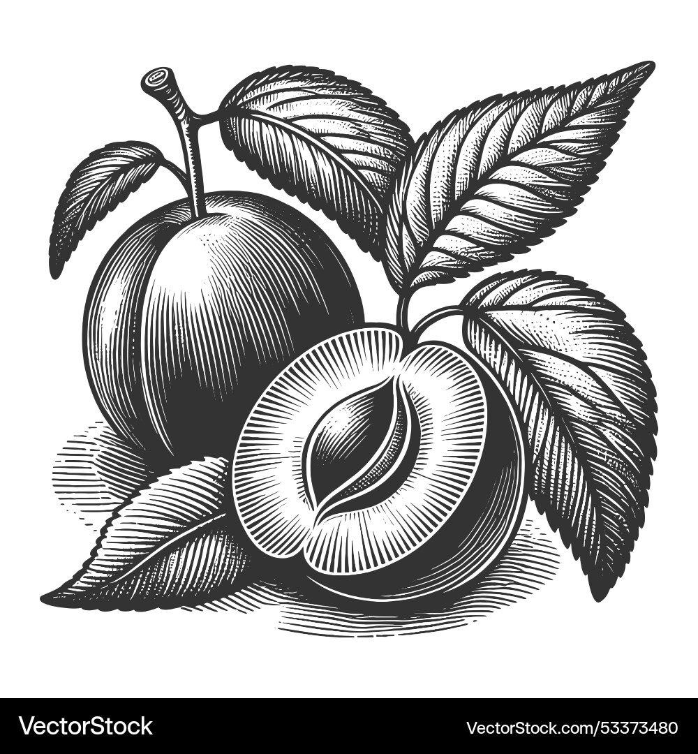 Plums on branch with leaves engraving Royalty Free Vector