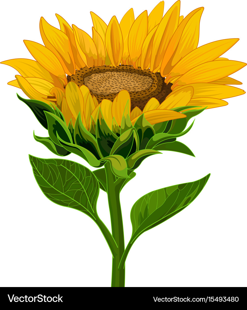 Sunflower Free Vector Images (over 230)