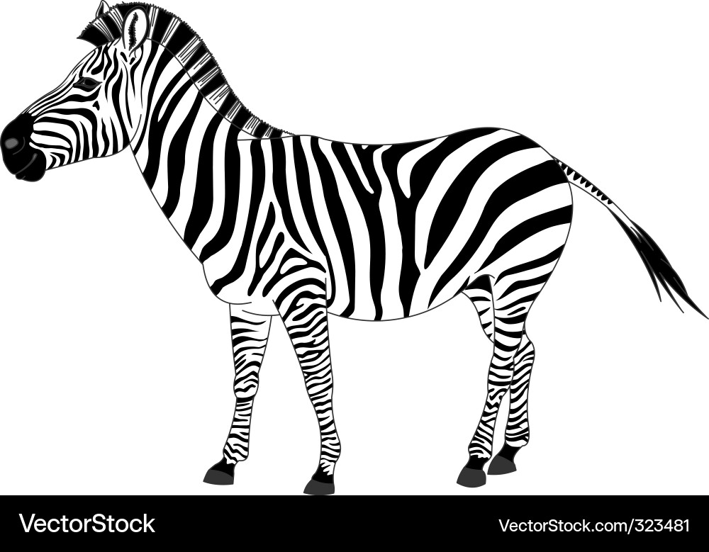 Zebra Royalty Free Vector Image - VectorStock