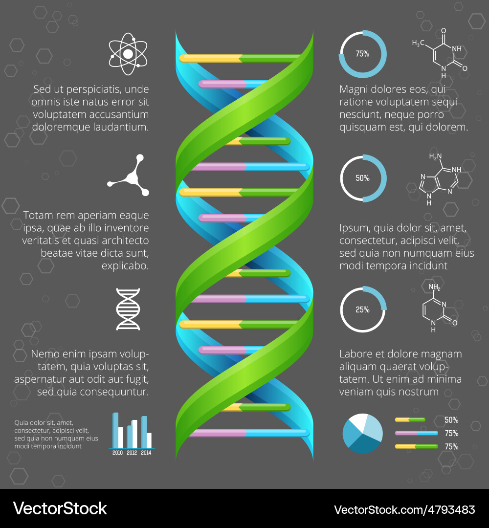 Infographic template with dna structure Royalty Free Vector