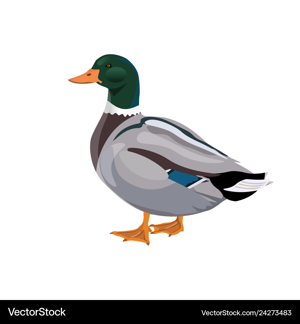 Male wild duck Royalty Free Vector Image - VectorStock
