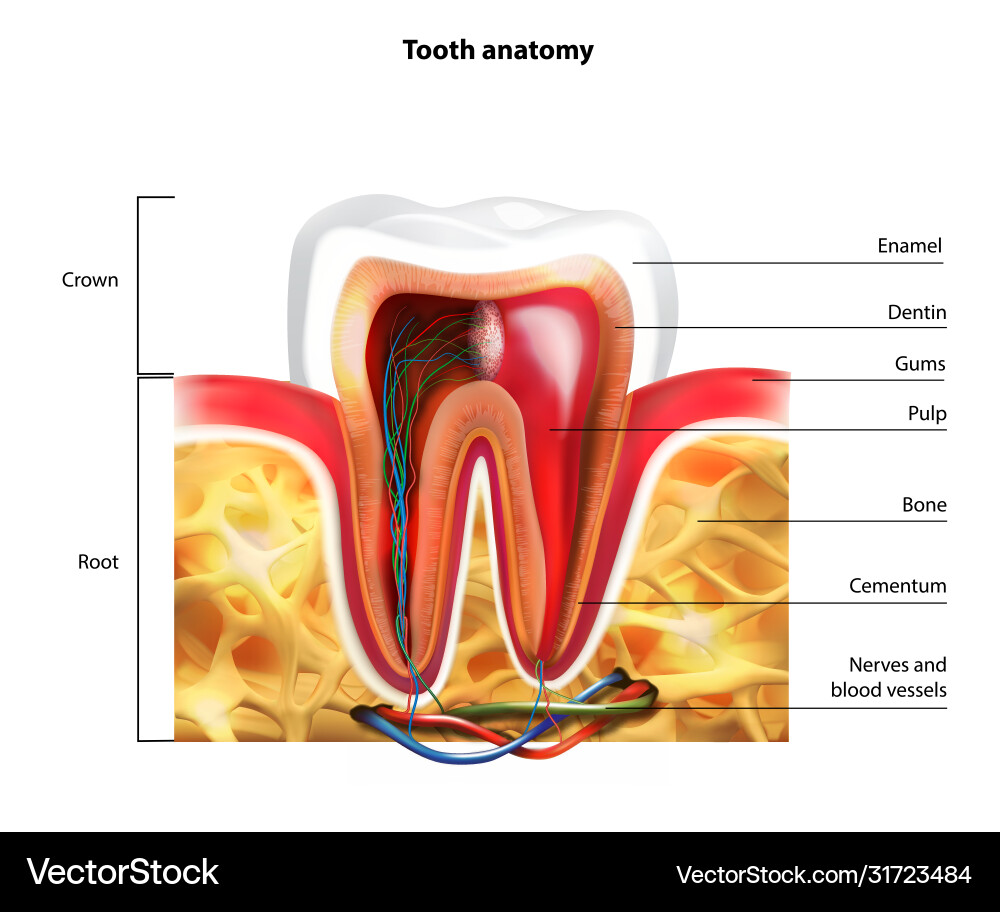 Anatomy Of Molar The Anatomy Of Teeth